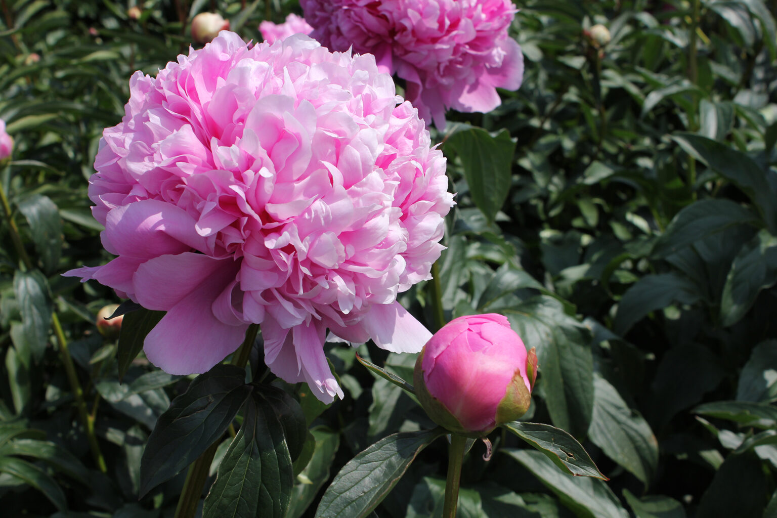 Paeonia Koningin Wilhelmina – Meiland B.V.