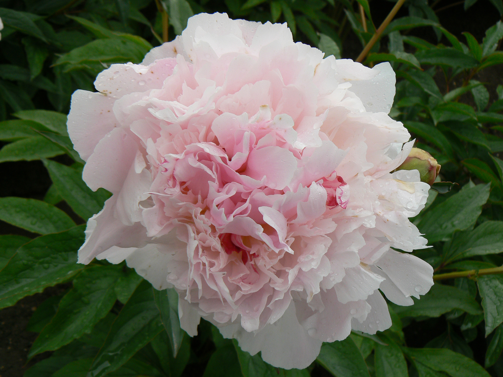 Paeonia Pecher – Meiland B.V.