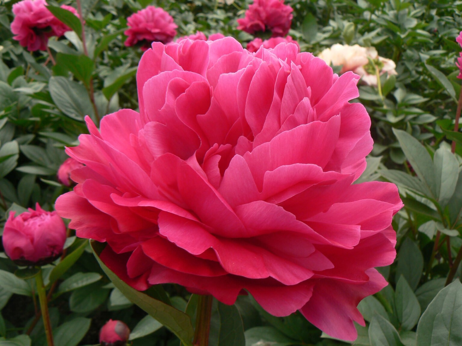 Paeonia Red Sarah Bernhardt – Meiland B.V.