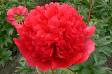 Paeonia Command Performance – Meiland B.V.